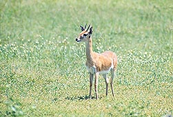 Ourebia ourebi - Monaco Nature Encyclopedia