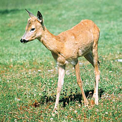 Capreolus capreolus - Monaco Nature Encyclopedia