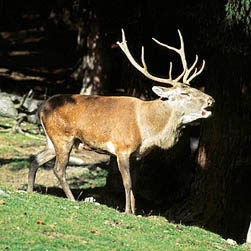 Cervus elaphus - Monaco Nature Encyclopedia