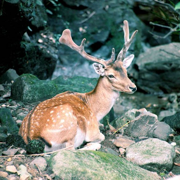 Dama dama - Monaco Nature Encyclopedia