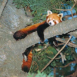 Ailurus fulgens - Monaco Nature Encyclopedia