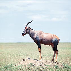 Damaliscus lunatus - Monaco Nature Encyclopedia