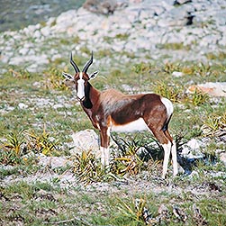 Damaliscus dorcas - Monaco Nature Encyclopedia