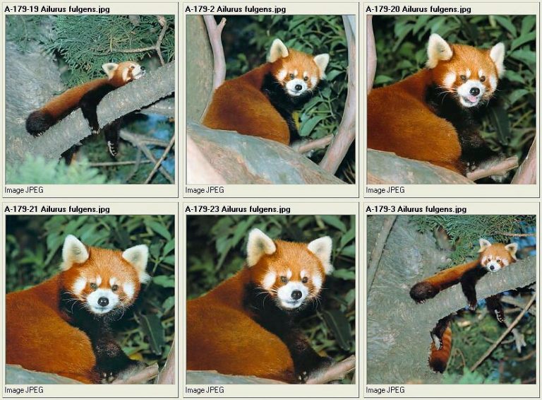 Ailuridae - Monaco Nature Encyclopedia