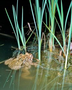 Bufo bufo - Monaco Nature Encyclopedia