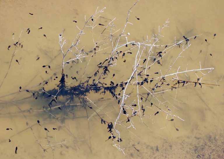 Bufo bufo - Monaco Nature Encyclopedia