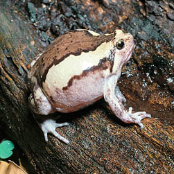 Kaloula pulchra - Monaco Nature Encyclopedia