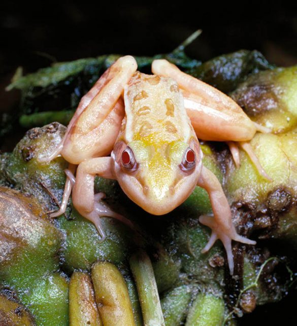 Lithobates sphenocephalus - Monaco Nature Encyclopedia