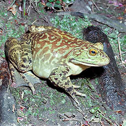 Lithobates catesbeianus - Monaco Nature Encyclopedia