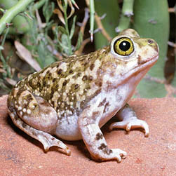 Scaphiopus couchii - Monaco Nature Encyclopedia