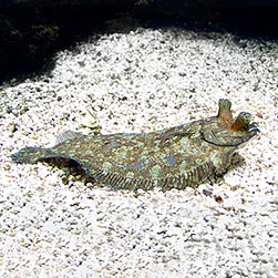 Bothus podas - Monaco Nature Encyclopedia