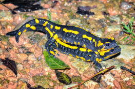 Salamandra salamandra - Monaco Nature Encyclopedia