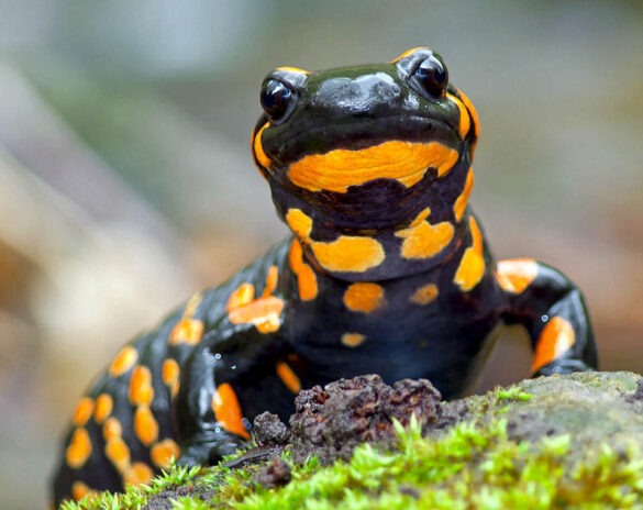 Salamandra salamandra - Monaco Nature Encyclopedia