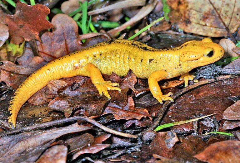 Salamandra salamandra - Monaco Nature Encyclopedia