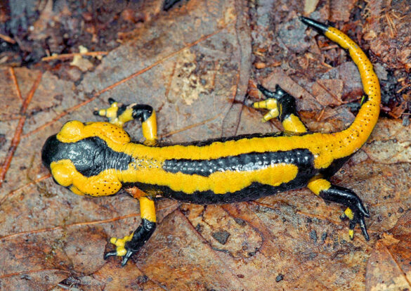 Salamandra salamandra - Monaco Nature Encyclopedia