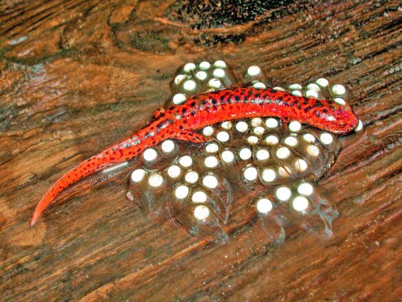 Pseudotriton ruber - Monaco Nature Encyclopedia