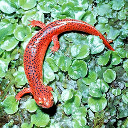 Pseudotriton ruber - Monaco Nature Encyclopedia