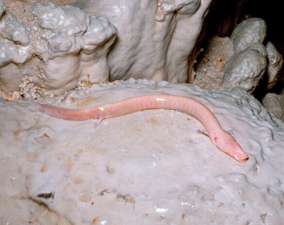 Proteus anguinus - Monaco Nature Encyclopedia