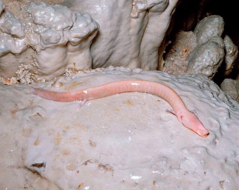 Proteus anguinus - Monaco Nature Encyclopedia