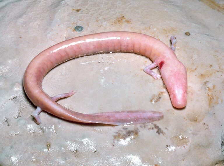 Proteus anguinus - Monaco Nature Encyclopedia