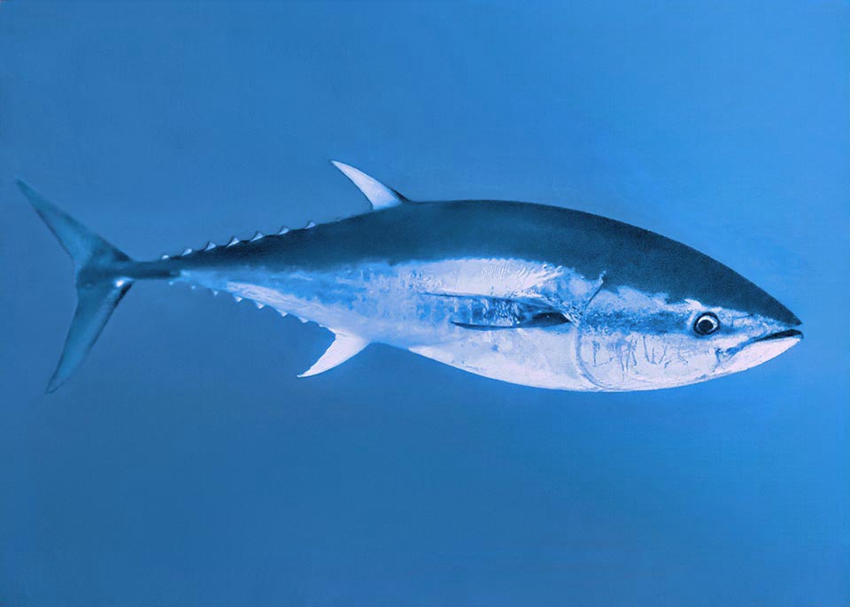 Thunnus thynnus - Monaco Nature Encyclopedia
