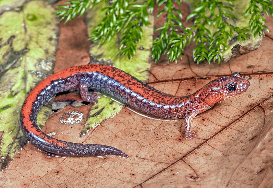 Plethodon cinereus - Monaco Nature Encyclopedia