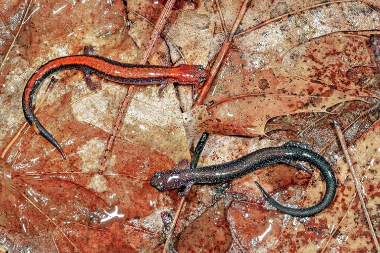 Plethodon cinereus - Monaco Nature Encyclopedia