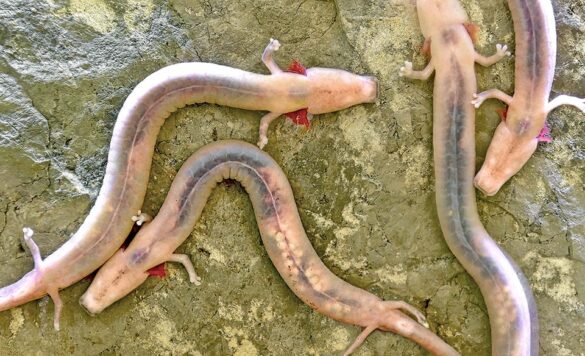 Proteus anguinus - Monaco Nature Encyclopedia