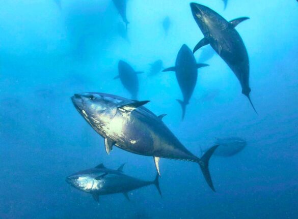 thunnus-thynnus-monaco-nature-encyclopedia