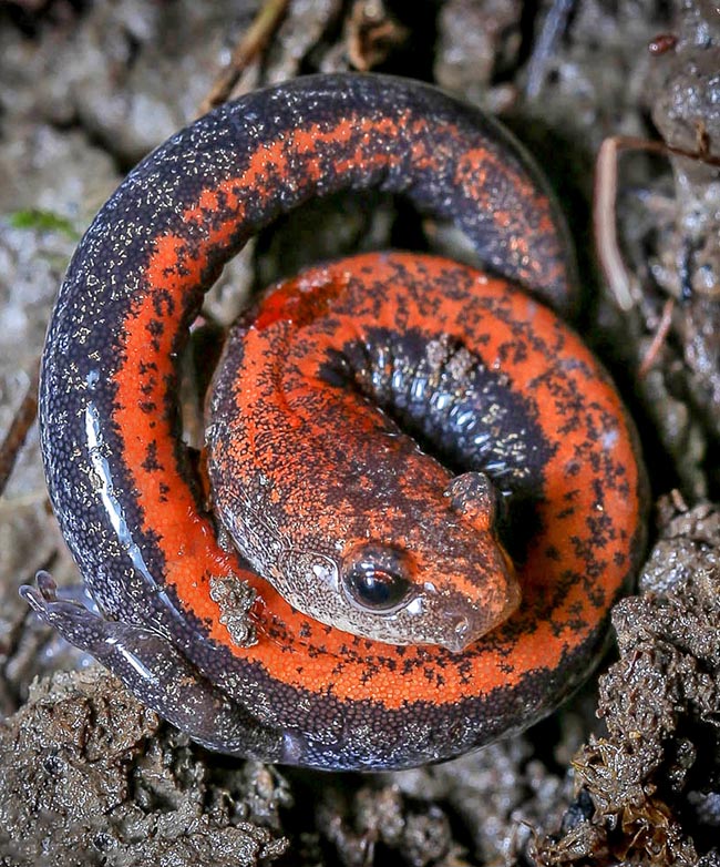 Plethodon cinereus - Monaco Nature Encyclopedia