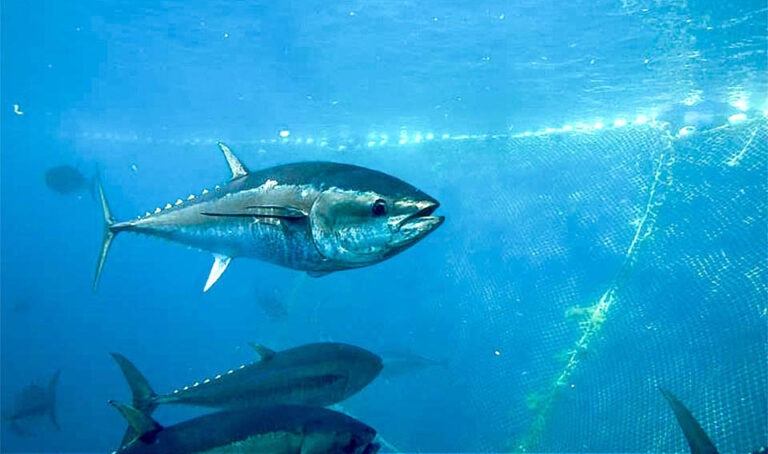 Thunnus thynnus - Monaco Nature Encyclopedia