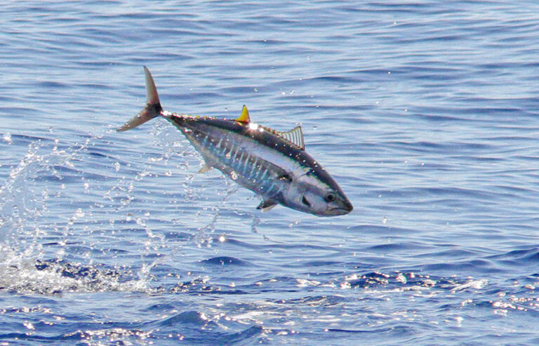 thunnus-thynnus-monaco-nature-encyclopedia