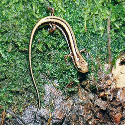 Eurycea guttolineata - Monaco Nature Encyclopedia