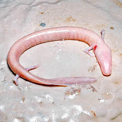 Proteus anguinus - Monaco Nature Encyclopedia