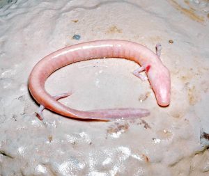Proteus anguinus - Monaco Nature Encyclopedia