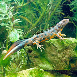 Triturus cristatus - Monaco Nature Encyclopedia
