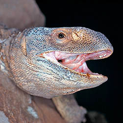 Sauria Archivi - Monaco Nature Encyclopedia