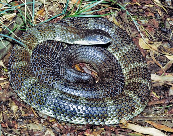 Notechis scutatus - Monaco Nature Encyclopedia