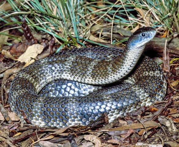 Notechis scutatus - Monaco Nature Encyclopedia