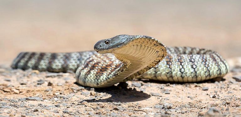 Notechis scutatus - Monaco Nature Encyclopedia