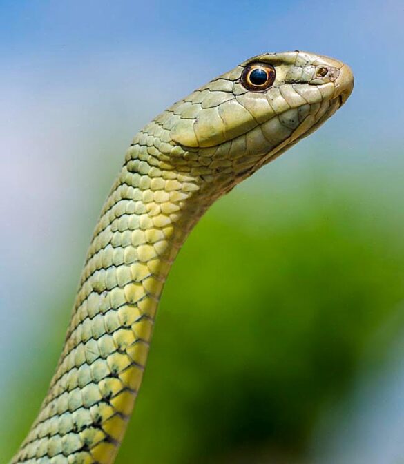 Malpolon monspessulanus - Monaco Nature Encyclopedia