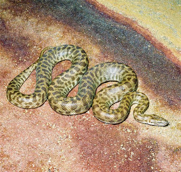 Antaresia childreni - Monaco Nature Encyclopedia