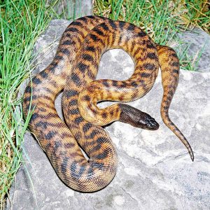 Aspidites melanocephalus - Monaco Nature Encyclopedia