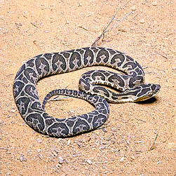 Bothrops alternatus - Monaco Nature Encyclopedia