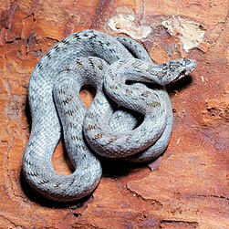 Coronella girondica - Monaco Nature Encyclopedia