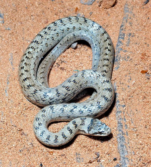 Coronella austriaca - Monaco Nature Encyclopedia