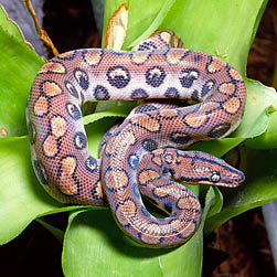 Epicrates cenchria - Monaco Nature Encyclopedia