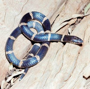 Elapsoidea sundevallii - Monaco Nature Encyclopedia