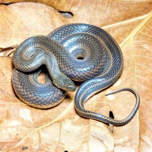 Enhydris enhydris - Monaco Nature Encyclopedia