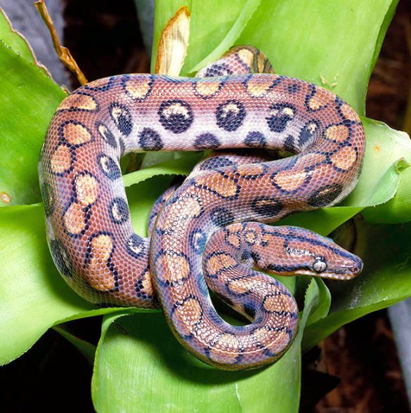 Epicrates cenchria - Monaco Nature Encyclopedia
